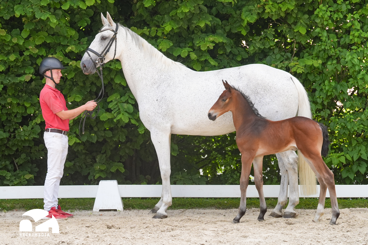 Don Diarado × Cardento | Fohlen 2024 | Global Foals