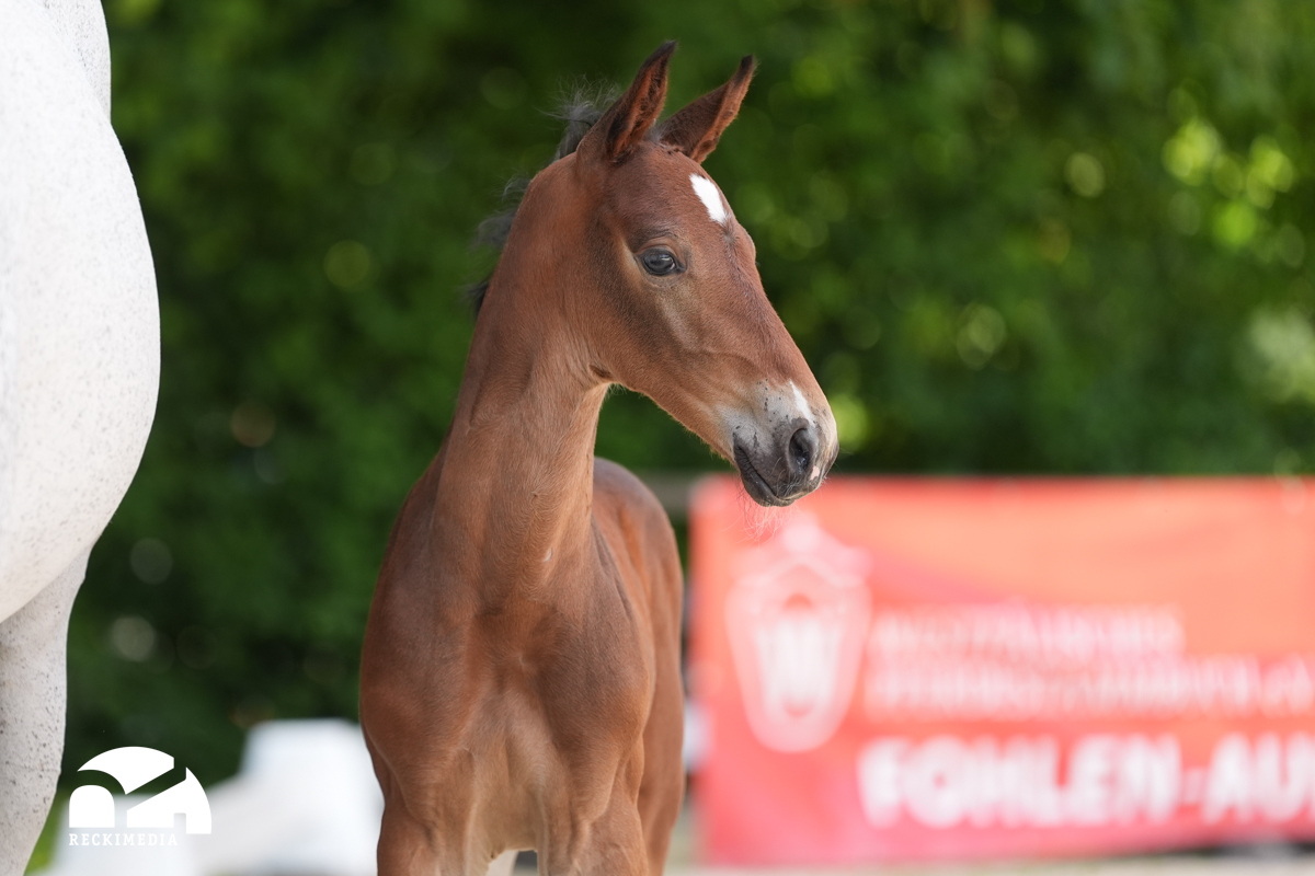 Don Diarado × Cardento | Fohlen 2024 | Global Foals